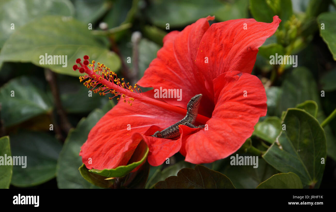 Lizard rest on flower hi-res stock photography and images - Alamy