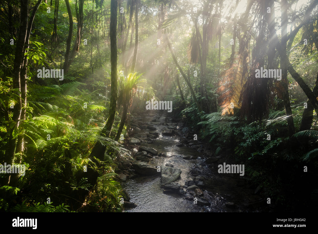 Subtropical forest in Okinawa on the way to Fukugawa Falls, Nago ...