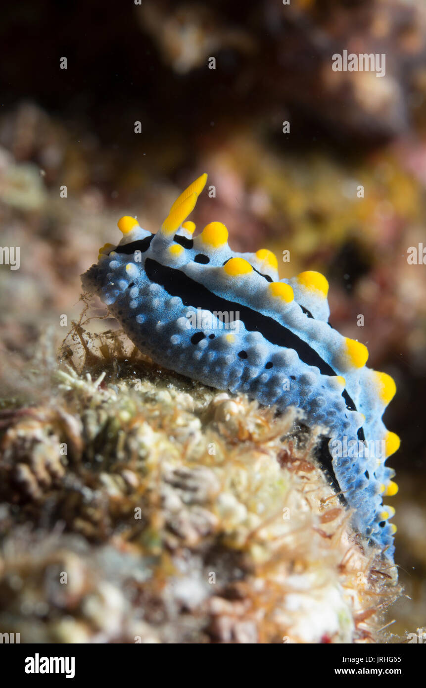 Phyllidia varicosa nudibranch (sea slug) at Cape Maeda Stock Photo - Alamy