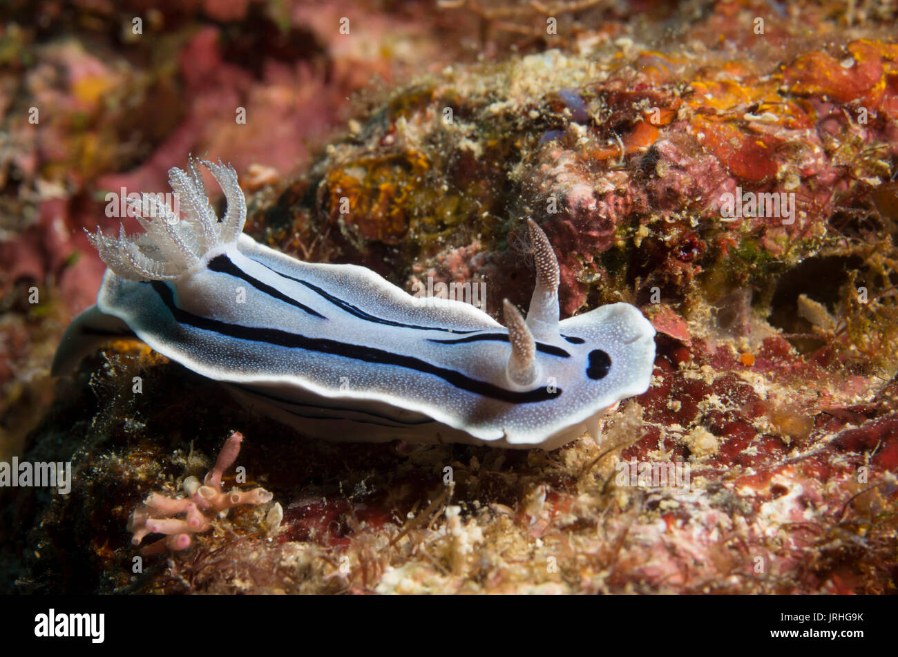 Chromodis willani nudibranch (sea slug) at Cape Maeda Stock Photo - Alamy