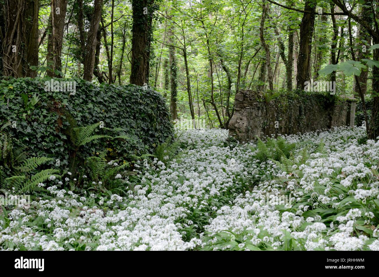 A carpet of Ramsons Allium ursinum wild garlic in an overgrown walled ...