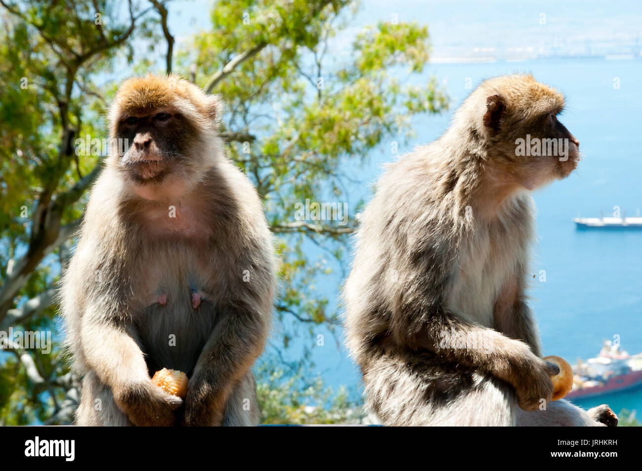 Monkey of gibraltar hi-res stock photography and images - Alamy