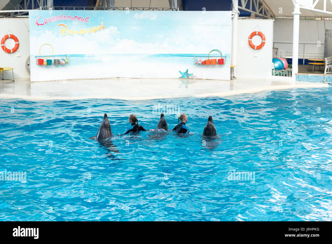 Bottlenose dolphins tursiops truncatus dolphin show hi-res stock ...