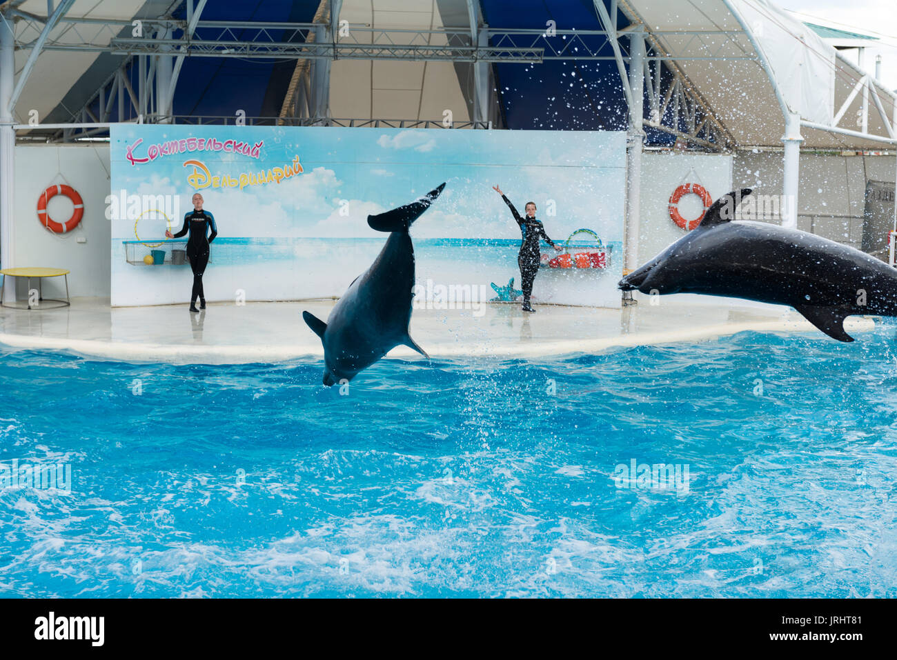 Dolphin show scene Stock Photo - Alamy