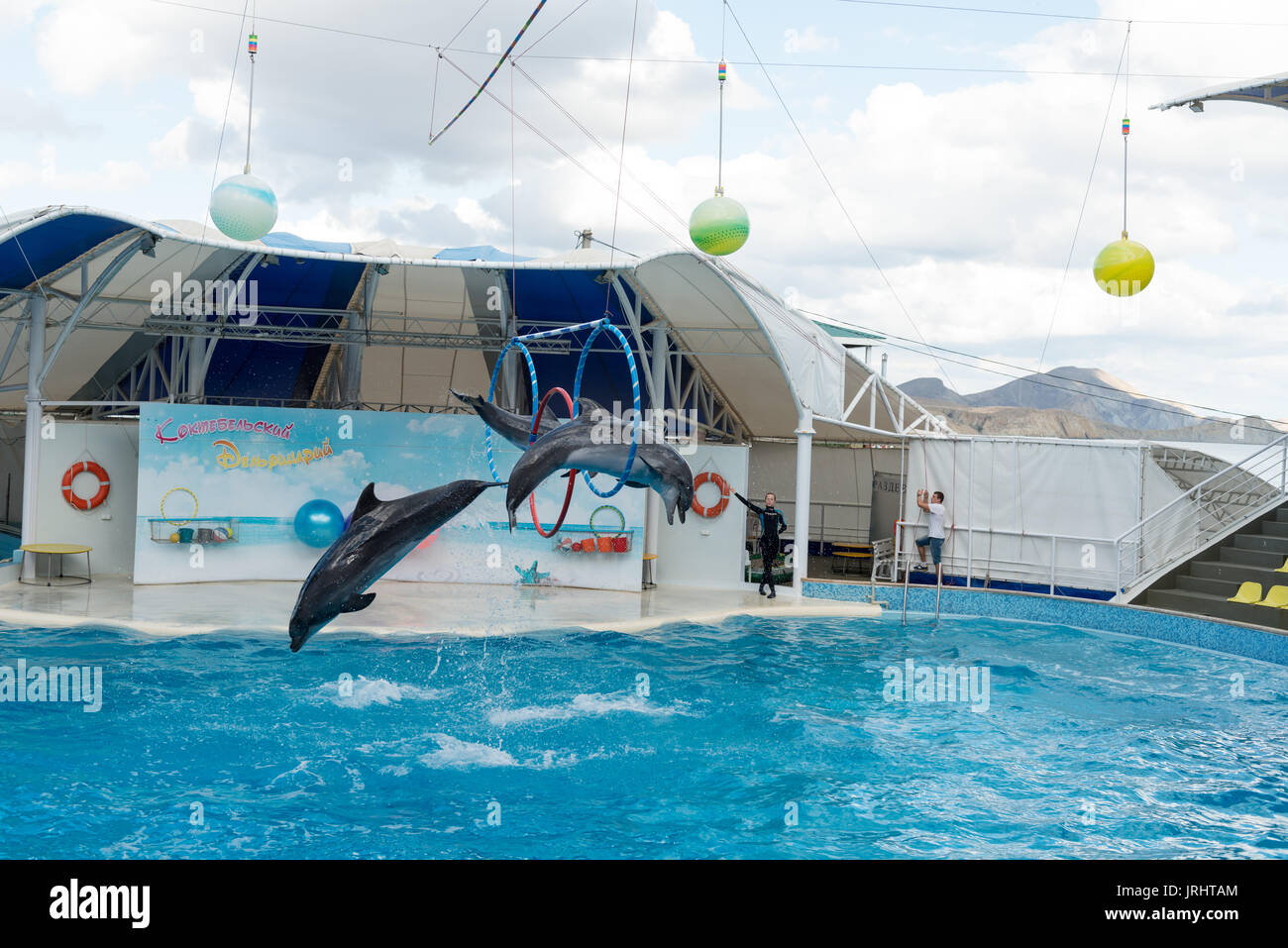 Dolphin show scene Stock Photo - Alamy
