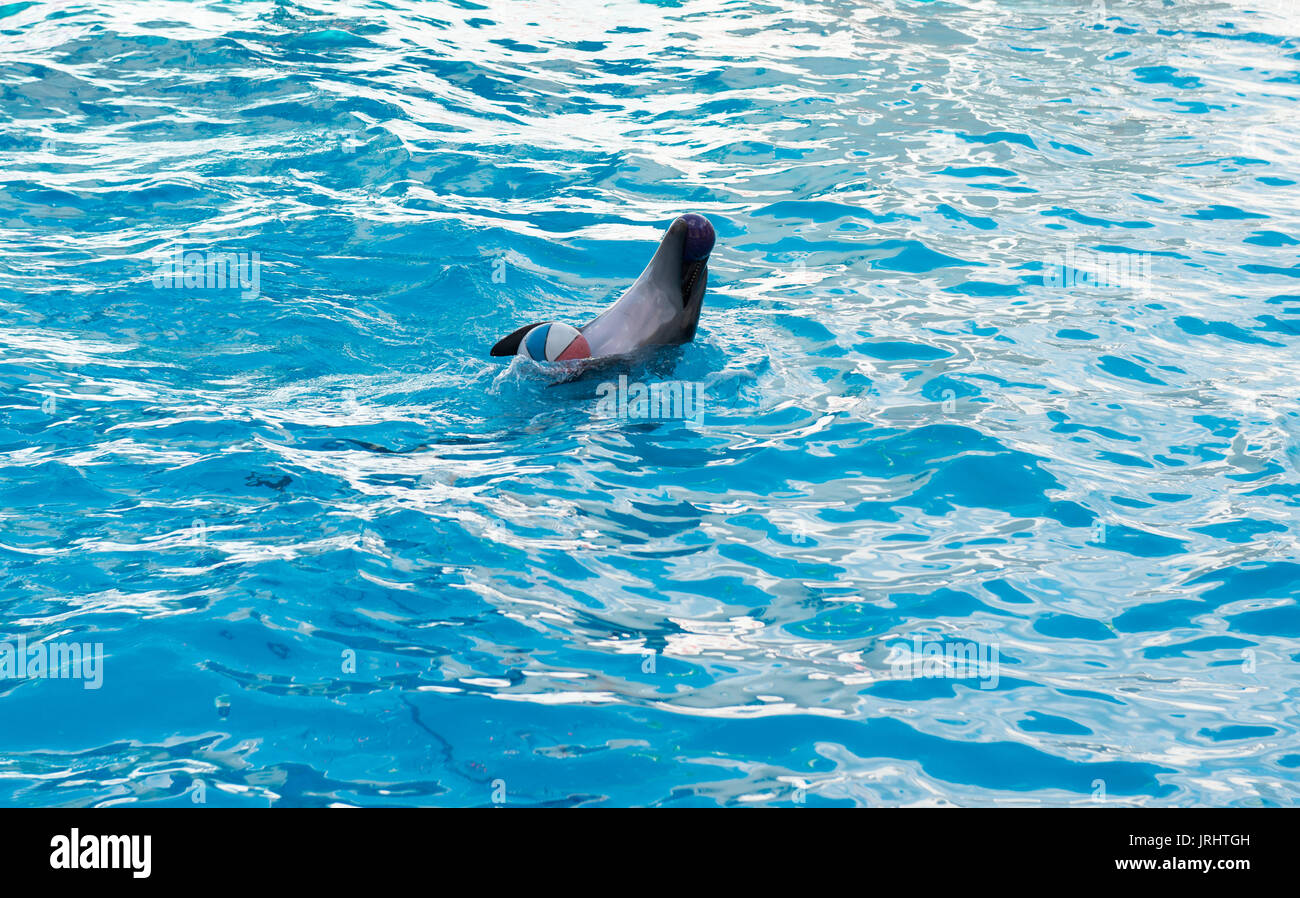 Dolphin stunt hi-res stock photography and images - Alamy