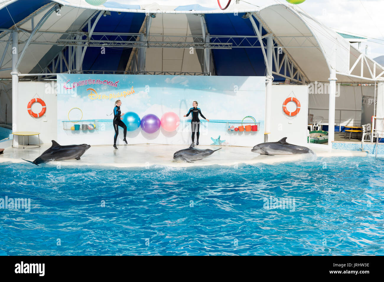 Dolphin show scene Stock Photo - Alamy