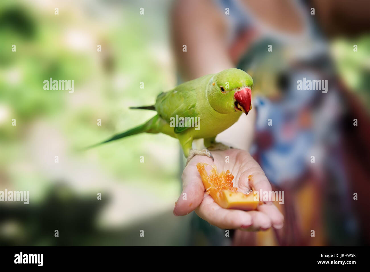 Small green wild parrot in the rainforest sitting on hand, eating a ...