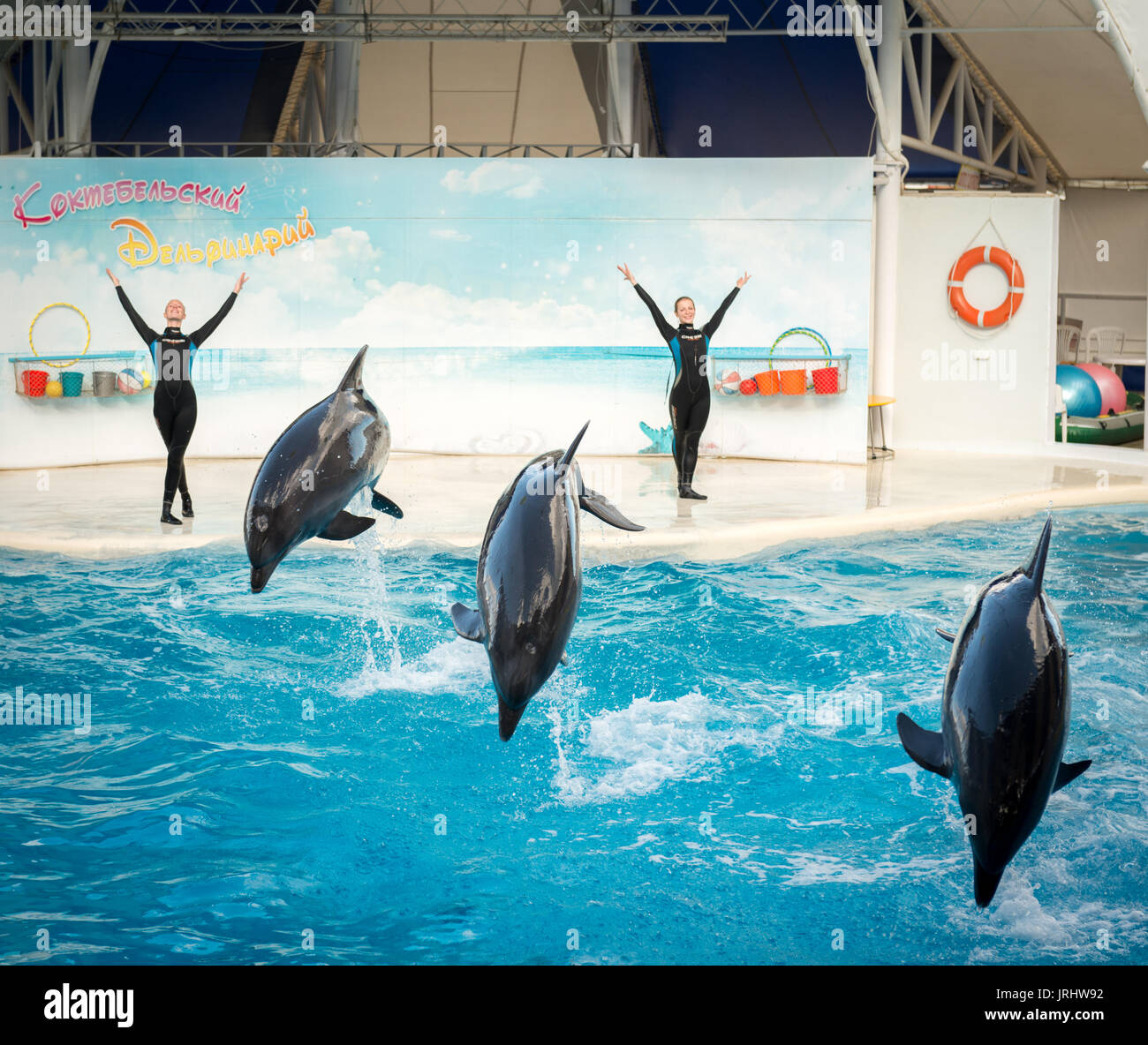 Dolphin show scene Stock Photo - Alamy