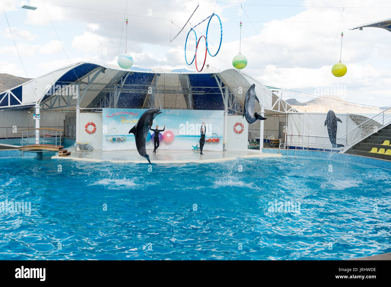 Dolphin show scene Stock Photo - Alamy
