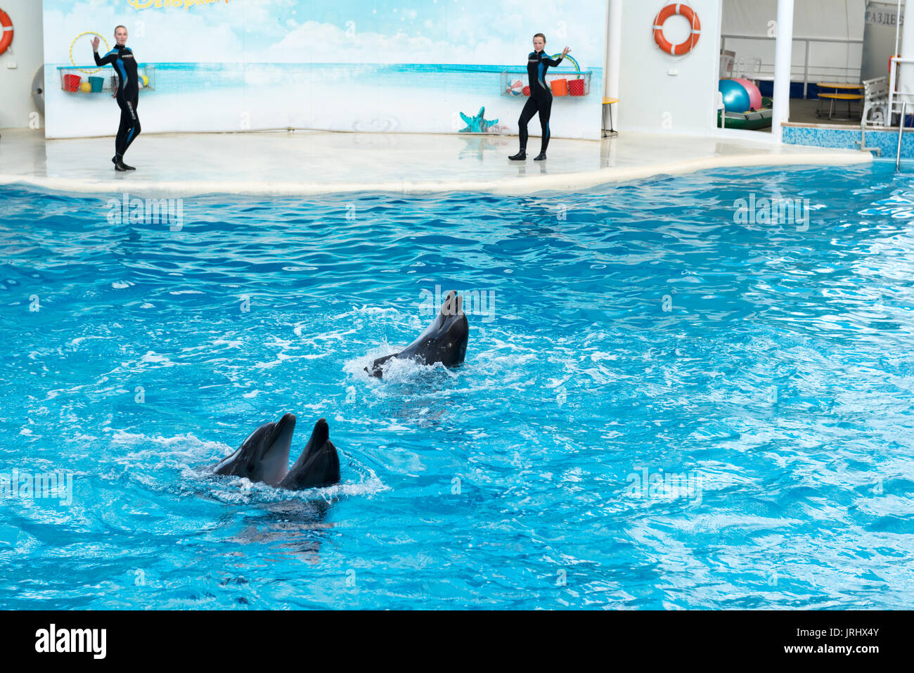 Dolphin show scene Stock Photo - Alamy