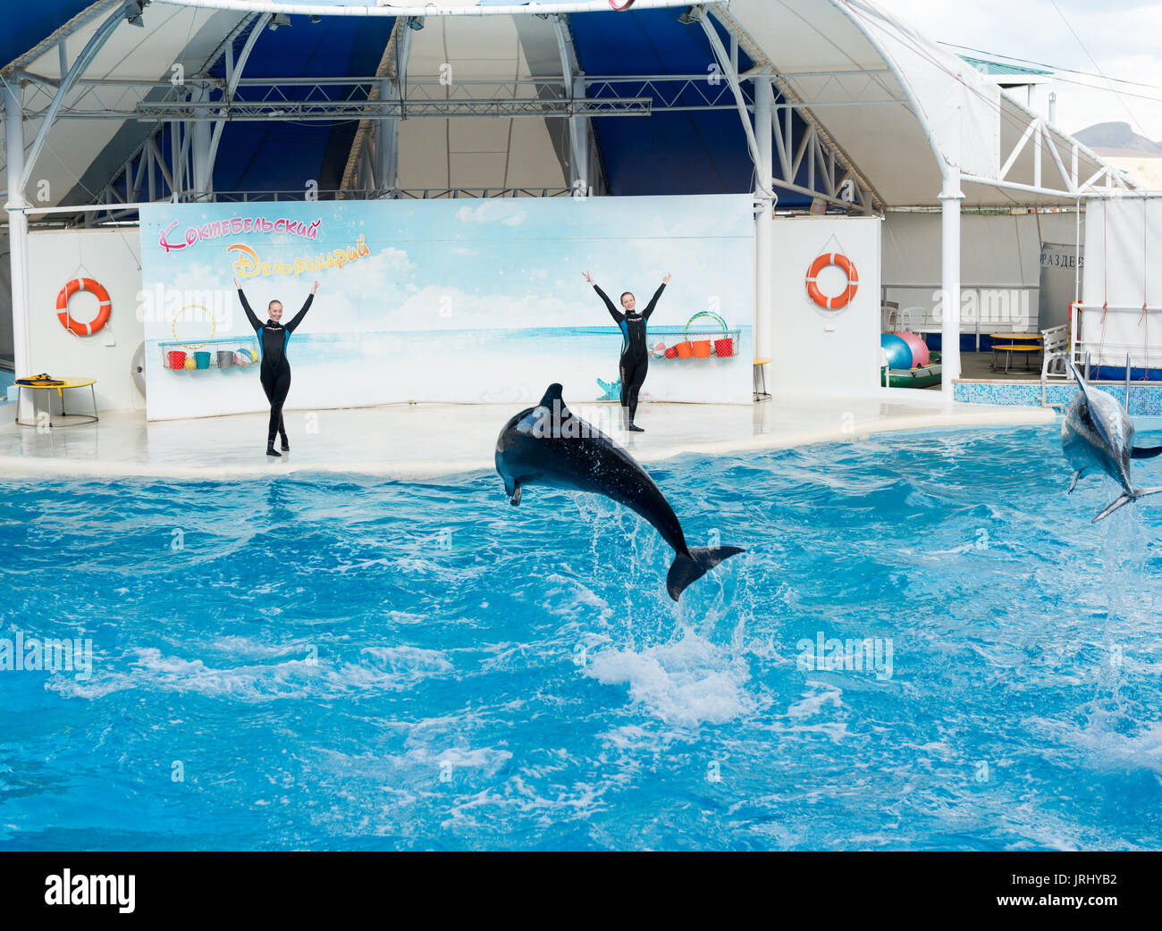 Dolphin show scene Stock Photo - Alamy
