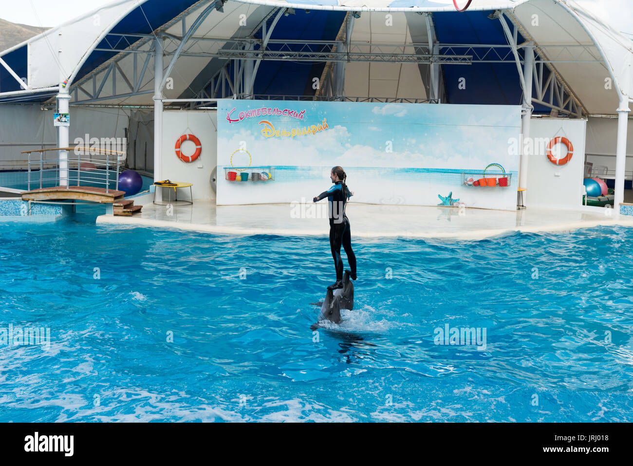 Dolphin show scene Stock Photo - Alamy