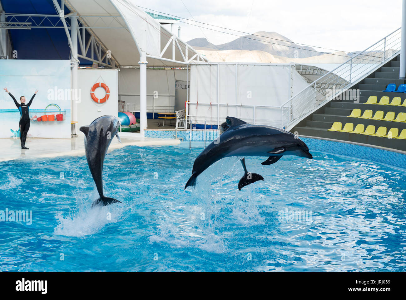 Dolphin show scene Stock Photo - Alamy