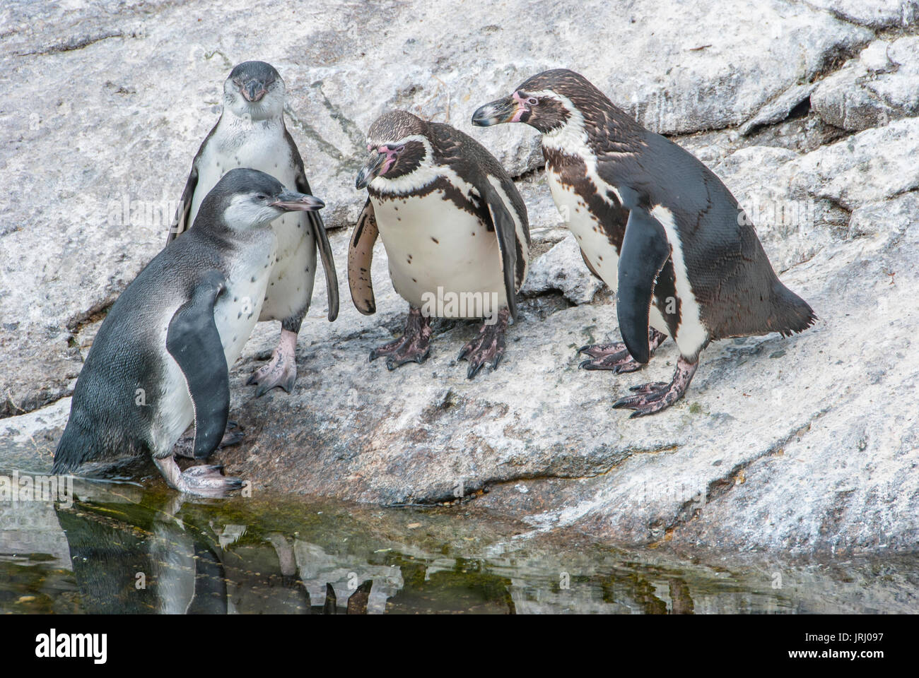 Relaxed penguins hi-res stock photography and images - Alamy