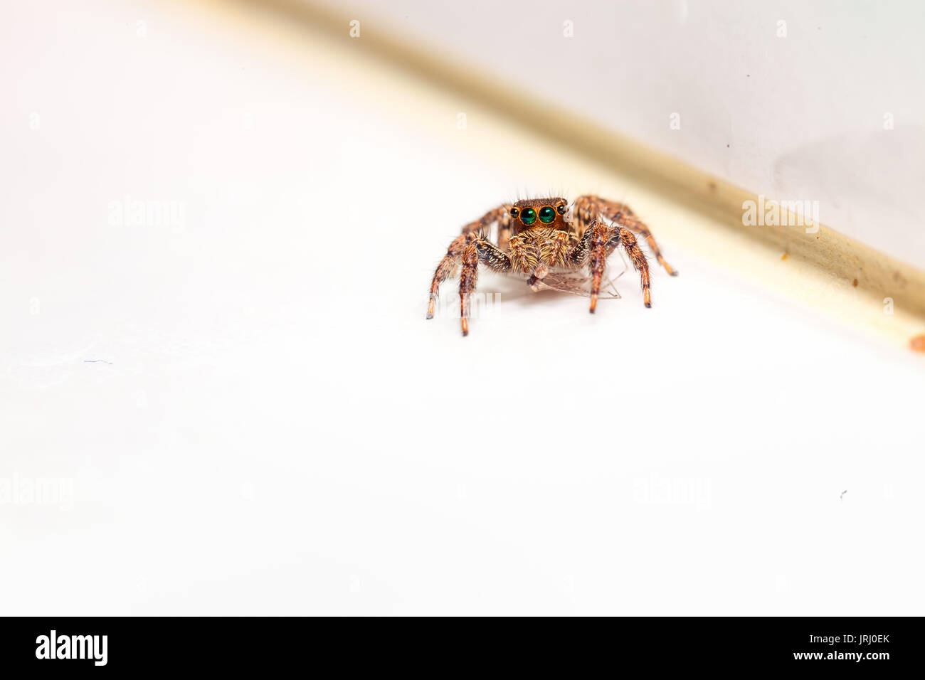 Baby Spiders Stock Photos & Baby Spiders Stock Images - Alamy