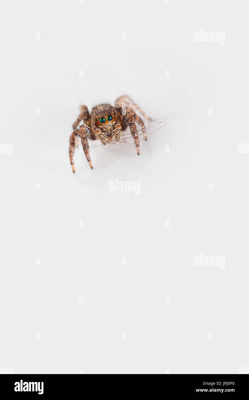 Cute baby spider with big eyes looking in camera on white background ...