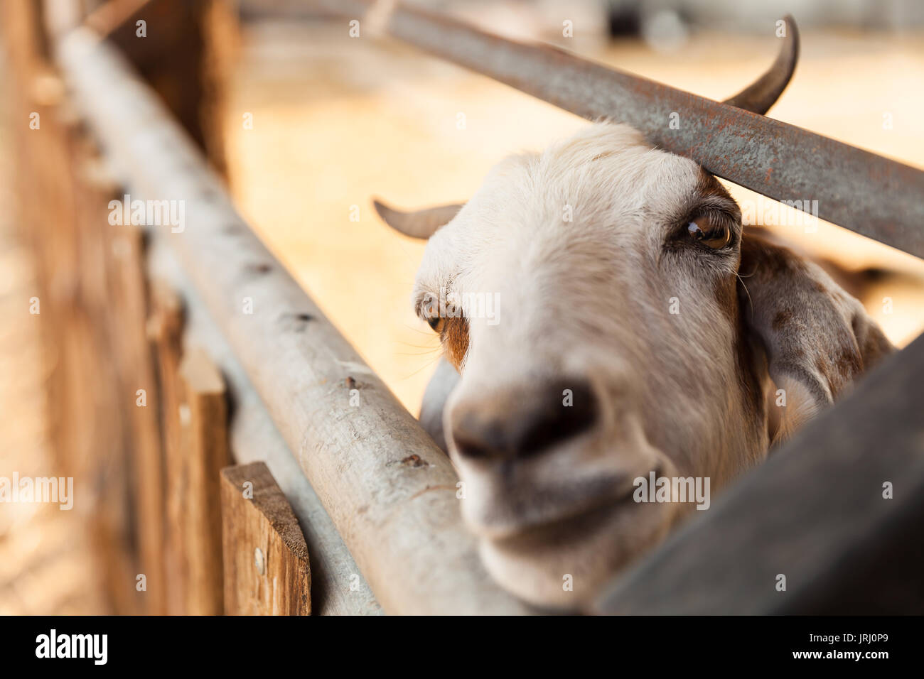 White goat portrait Stock Photo - Alamy