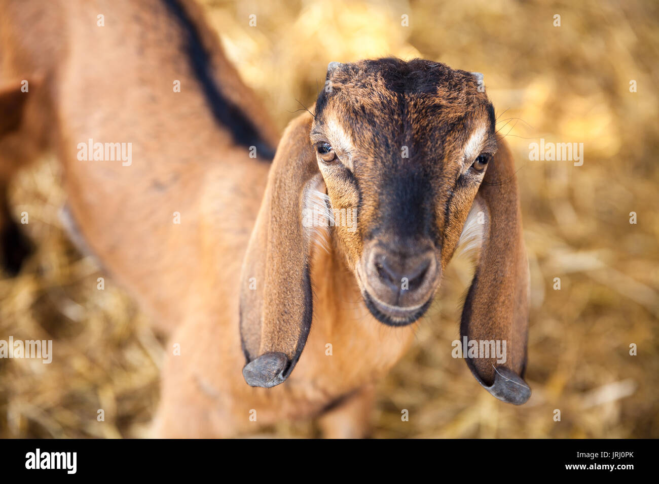 Portrait two amazing chinese hi-res stock photography and images - Alamy