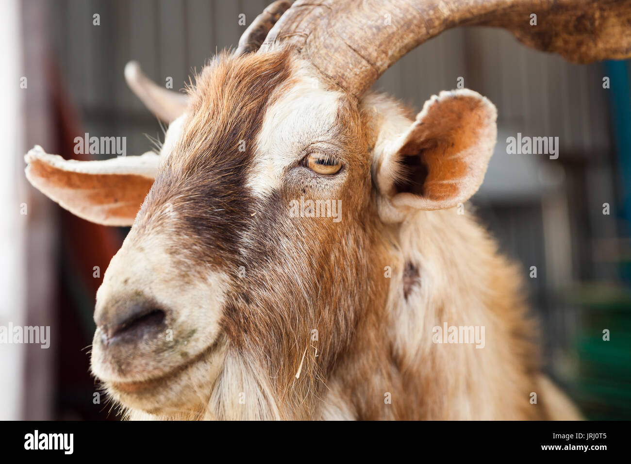 White goat portrait Stock Photo - Alamy