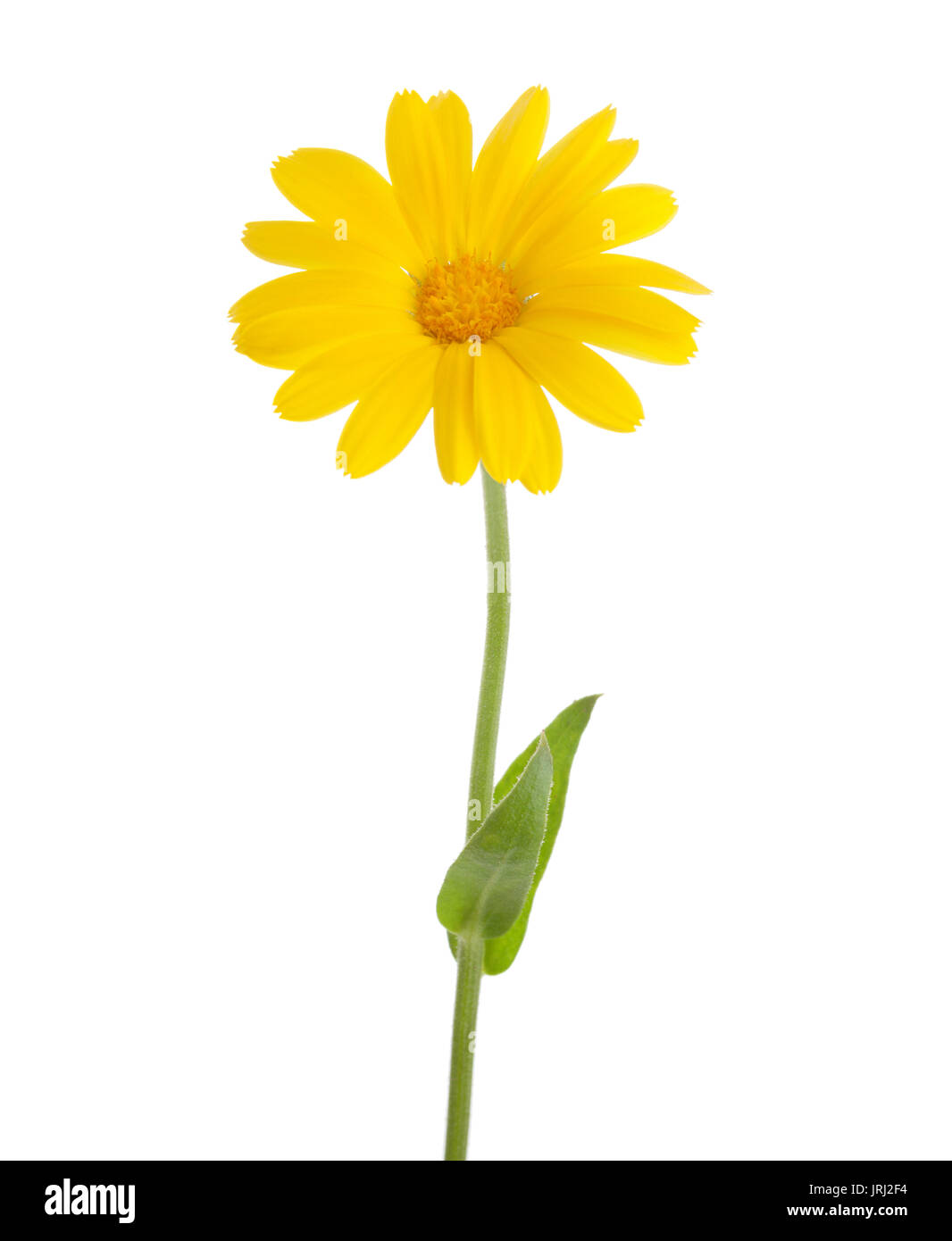 Yellow flower (Calendula officinalis) with leaves isolated on a white ...