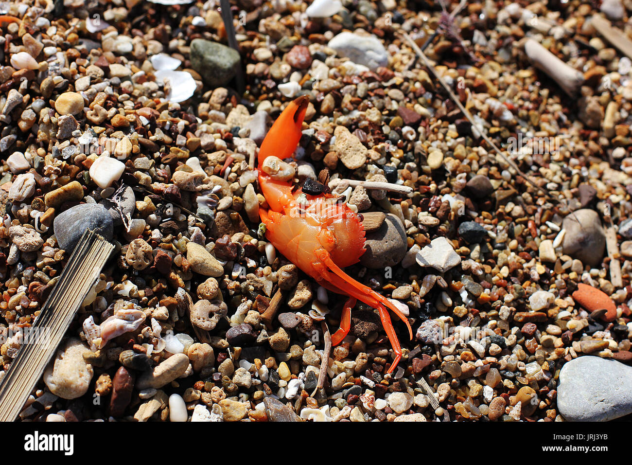 Dead crab on the beach Stock Photo - Alamy