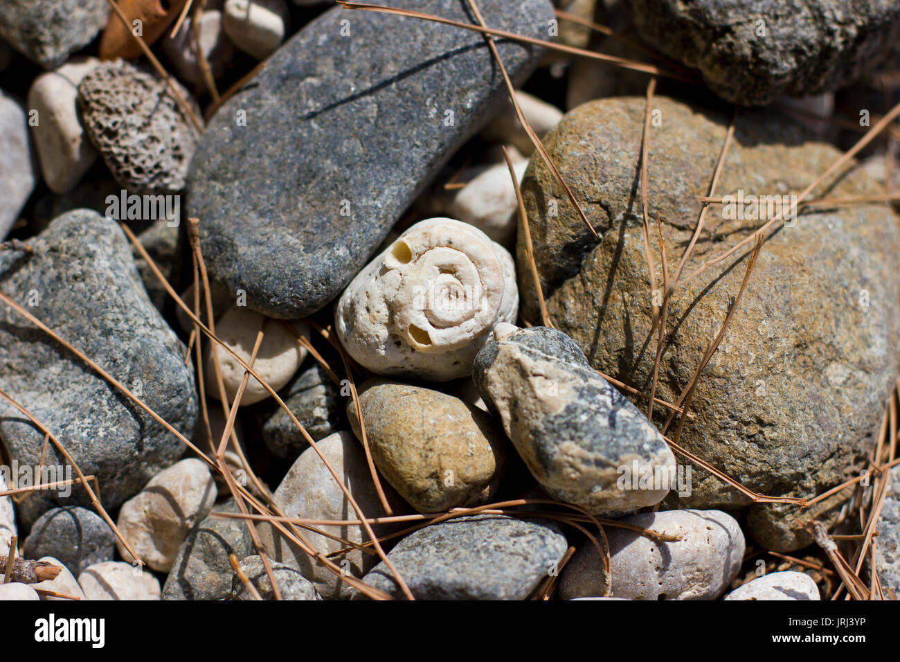 Stones and shell on the beach at the sea Stock Photo - Alamy