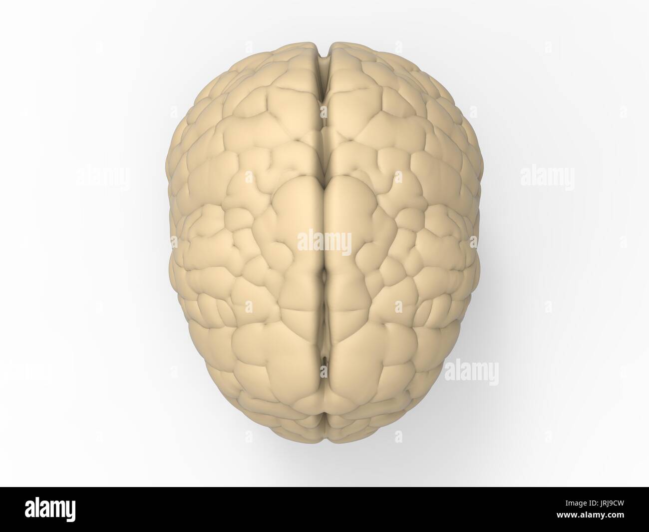 3d rendering white brain on white background Stock Photo - Alamy