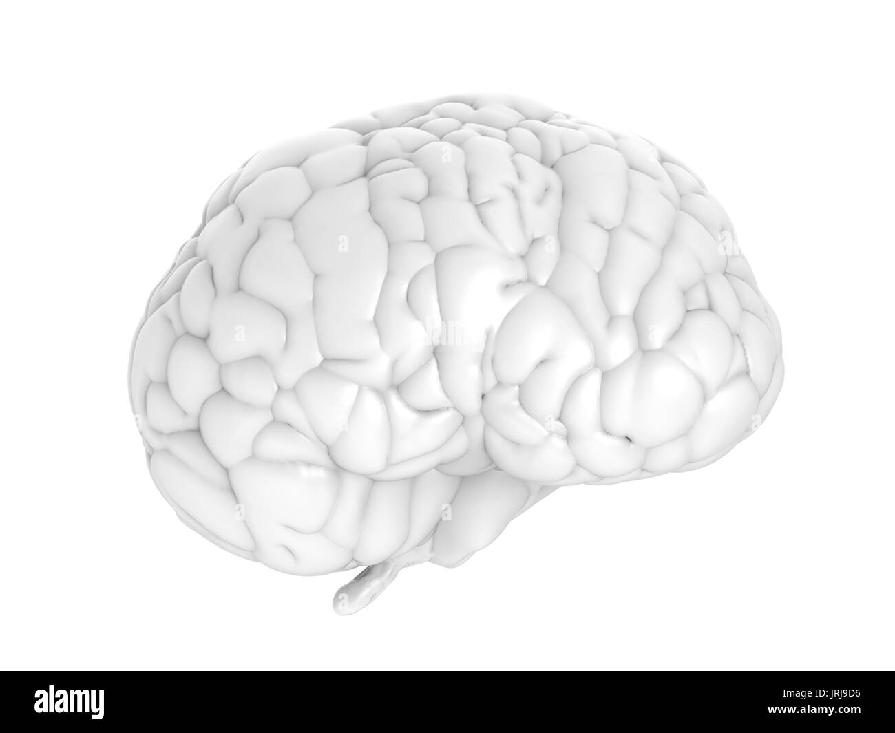 3d rendering white brain on white background Stock Photo - Alamy