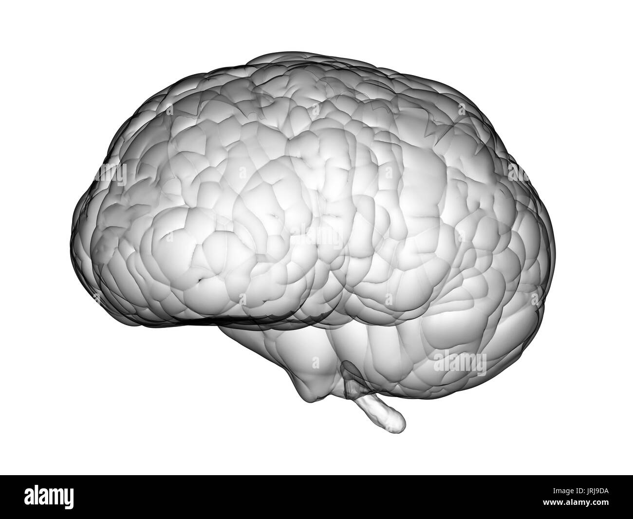 3d rendering white brain on white background Stock Photo - Alamy