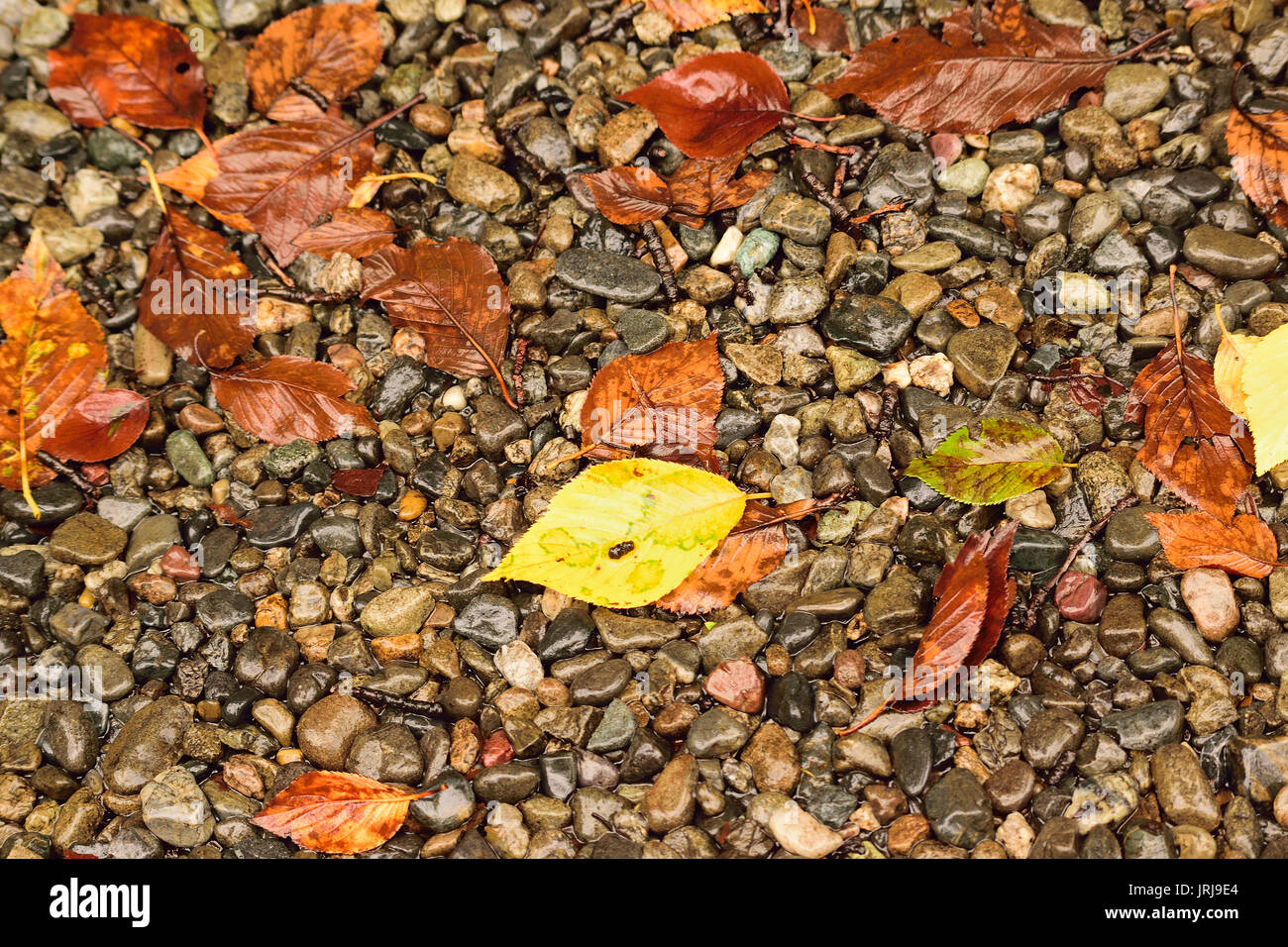 Background texture of small pebbles soaked in rain water Stock Photo ...