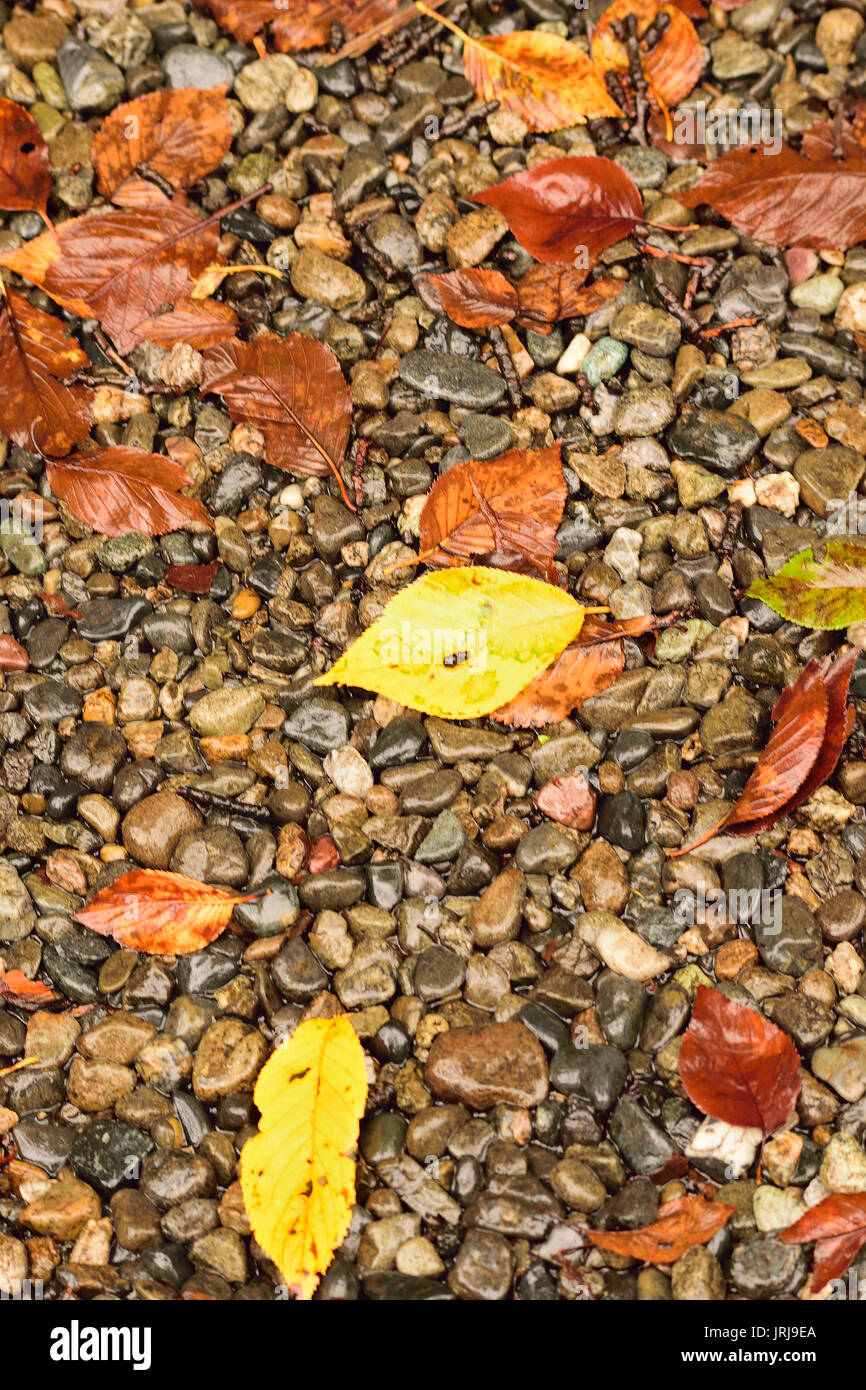 Background texture of small pebbles soaked in rain water Stock Photo ...