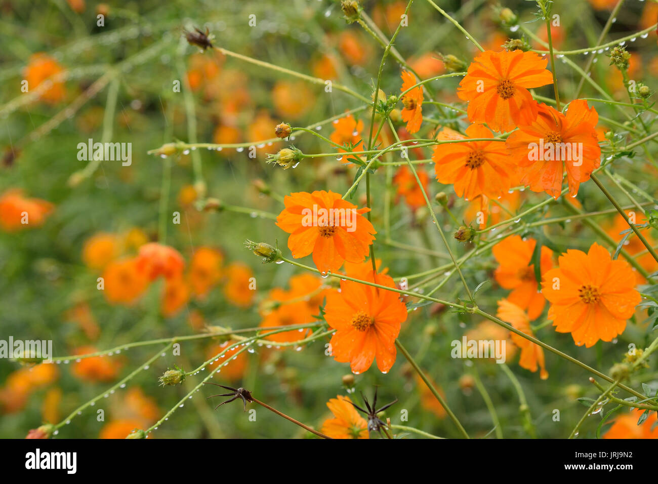Macro details of summer sulfur Cosmos flower Stock Photo - Alamy