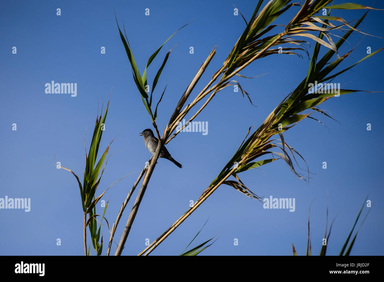 Blackcap wild bird in mid song with beak open, Porto Santo Stock Photo ...
