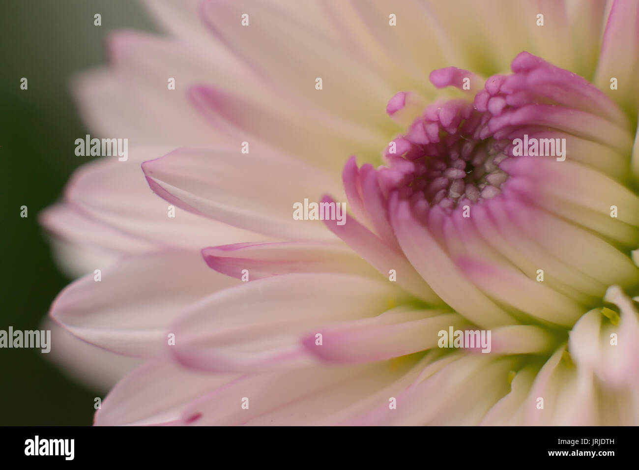Macro background texture of pink flower petals Stock Photo - Alamy