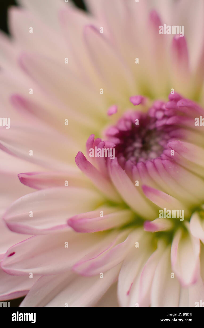 Macro background texture of pink flower petals Stock Photo - Alamy