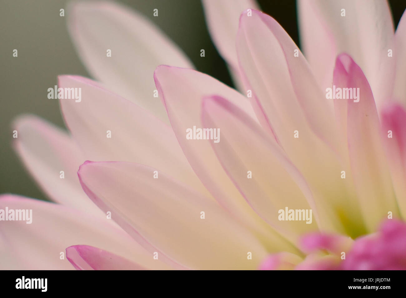 Macro background texture of pink flower petals Stock Photo - Alamy