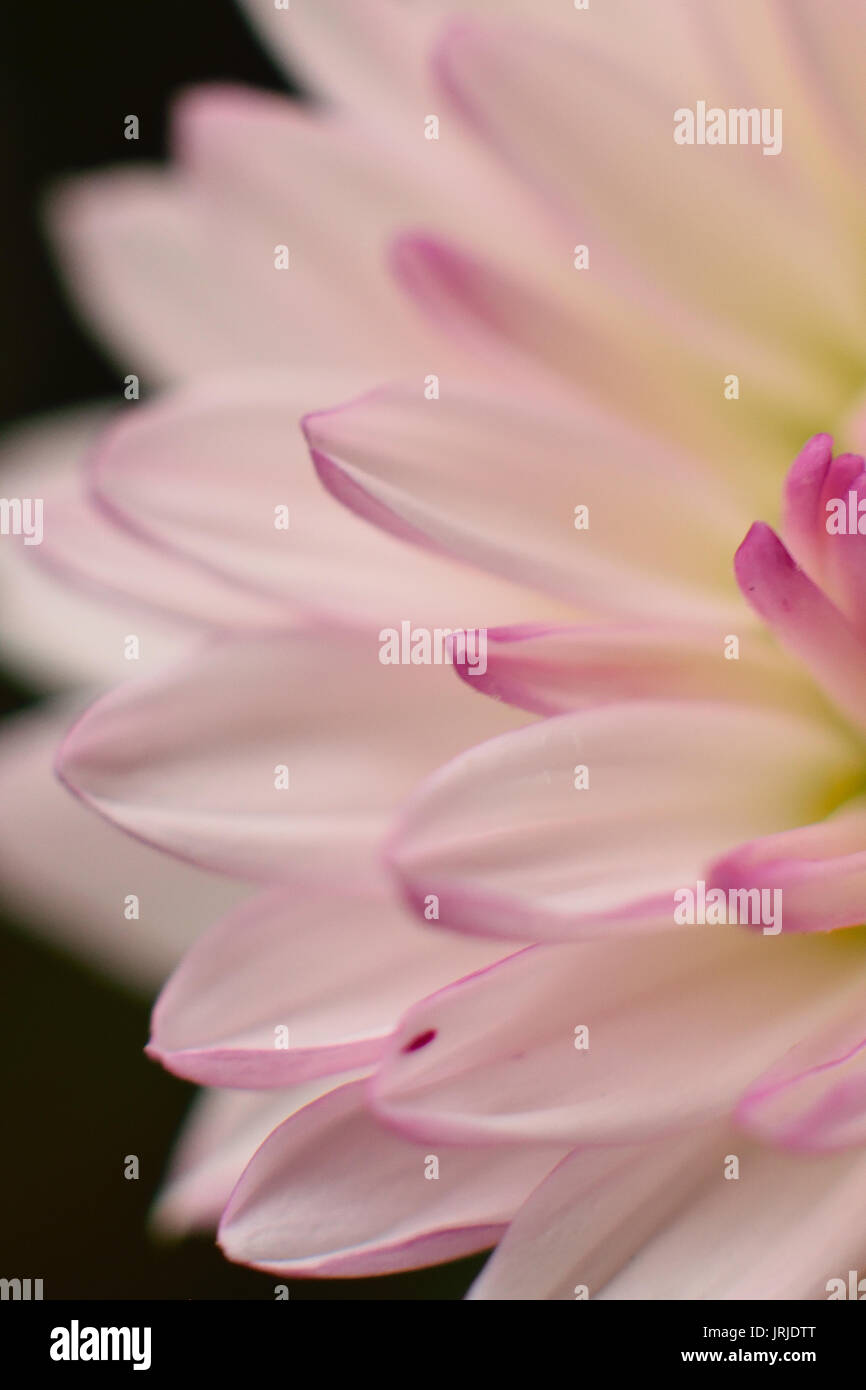 Macro background texture of pink flower petals Stock Photo - Alamy