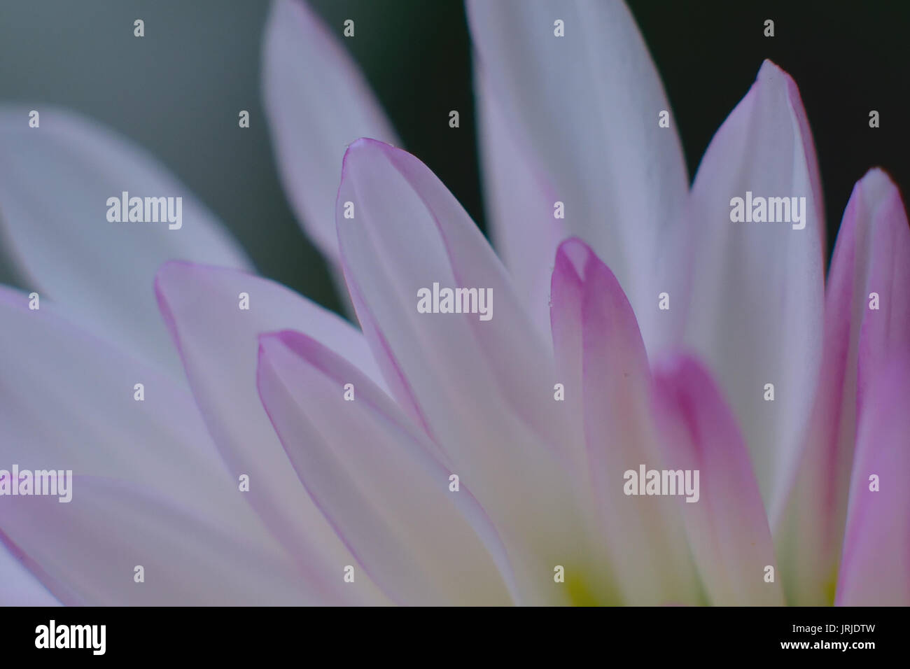Macro background texture of pink flower petals Stock Photo - Alamy