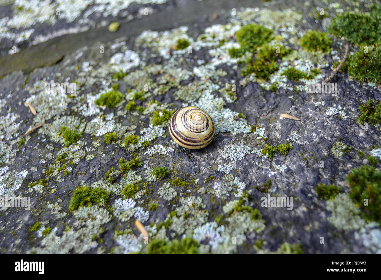 Empty snail shell hi-res stock photography and images - Alamy