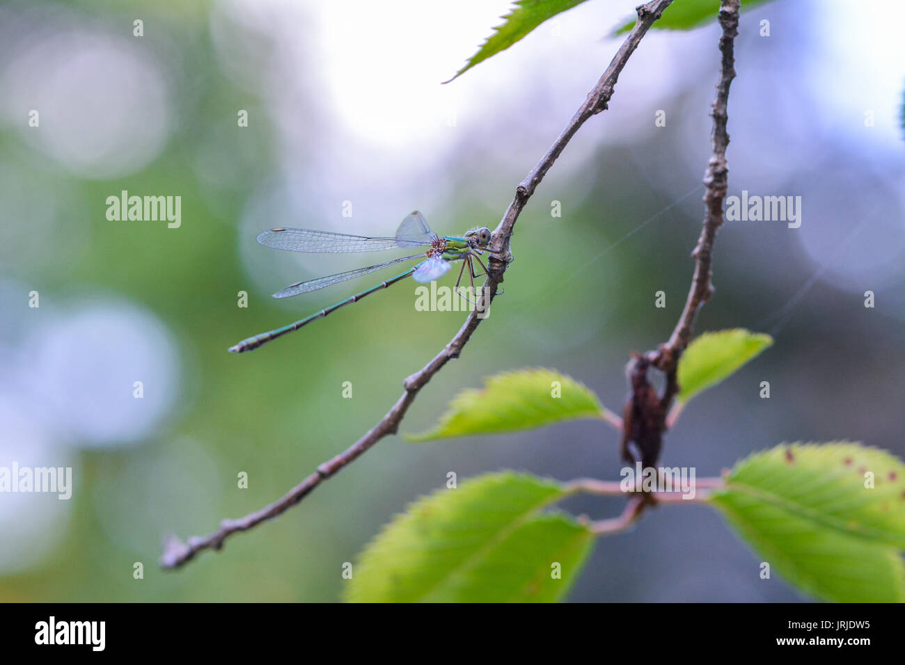 a dragonfly hanging from a tree branch Stock Photo - Alamy