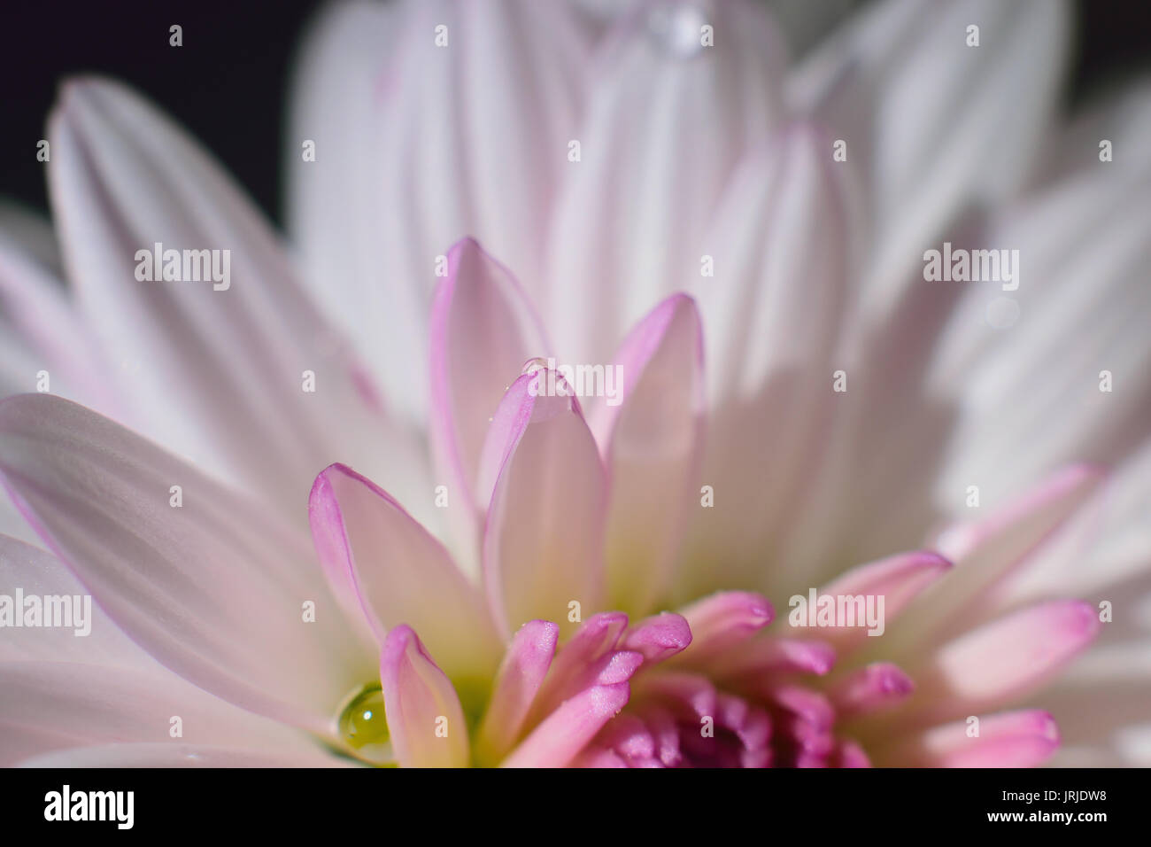 Macro background texture of pink flower petals Stock Photo - Alamy