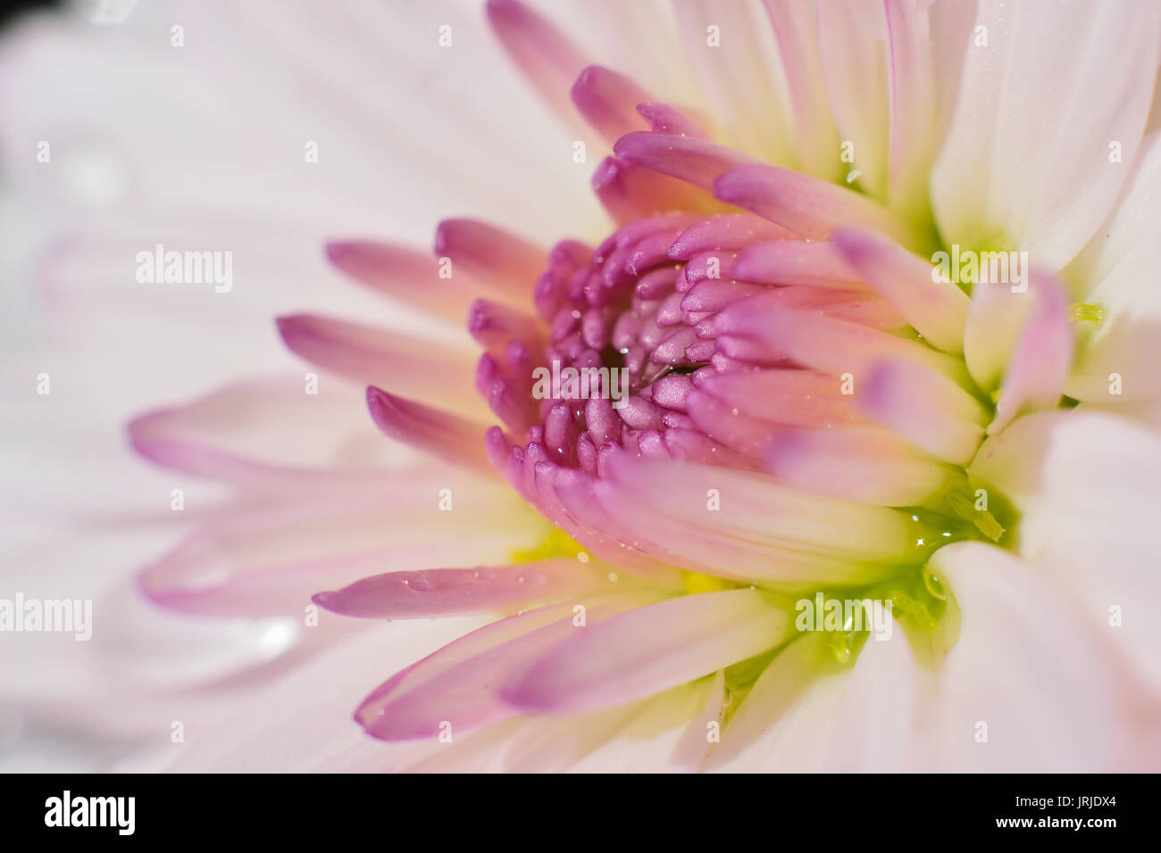 Macro background texture of pink flower petals Stock Photo - Alamy
