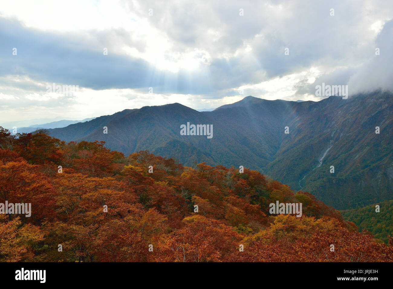 Autumn Landscape of vibrant colorful trees with mountain ranges in ...
