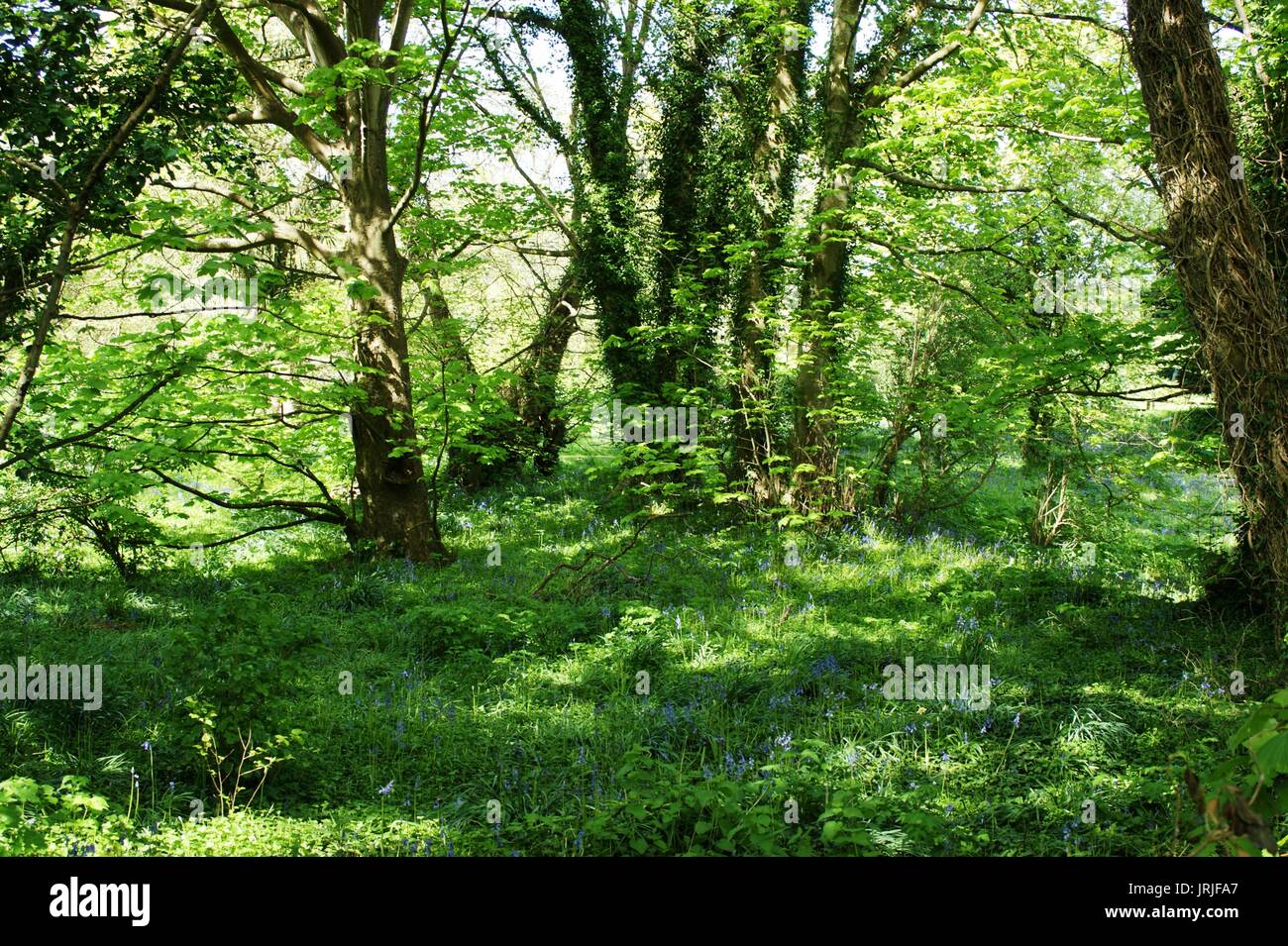 Bluebell Dell Ballaugh Isle of Man Stock Photo - Alamy