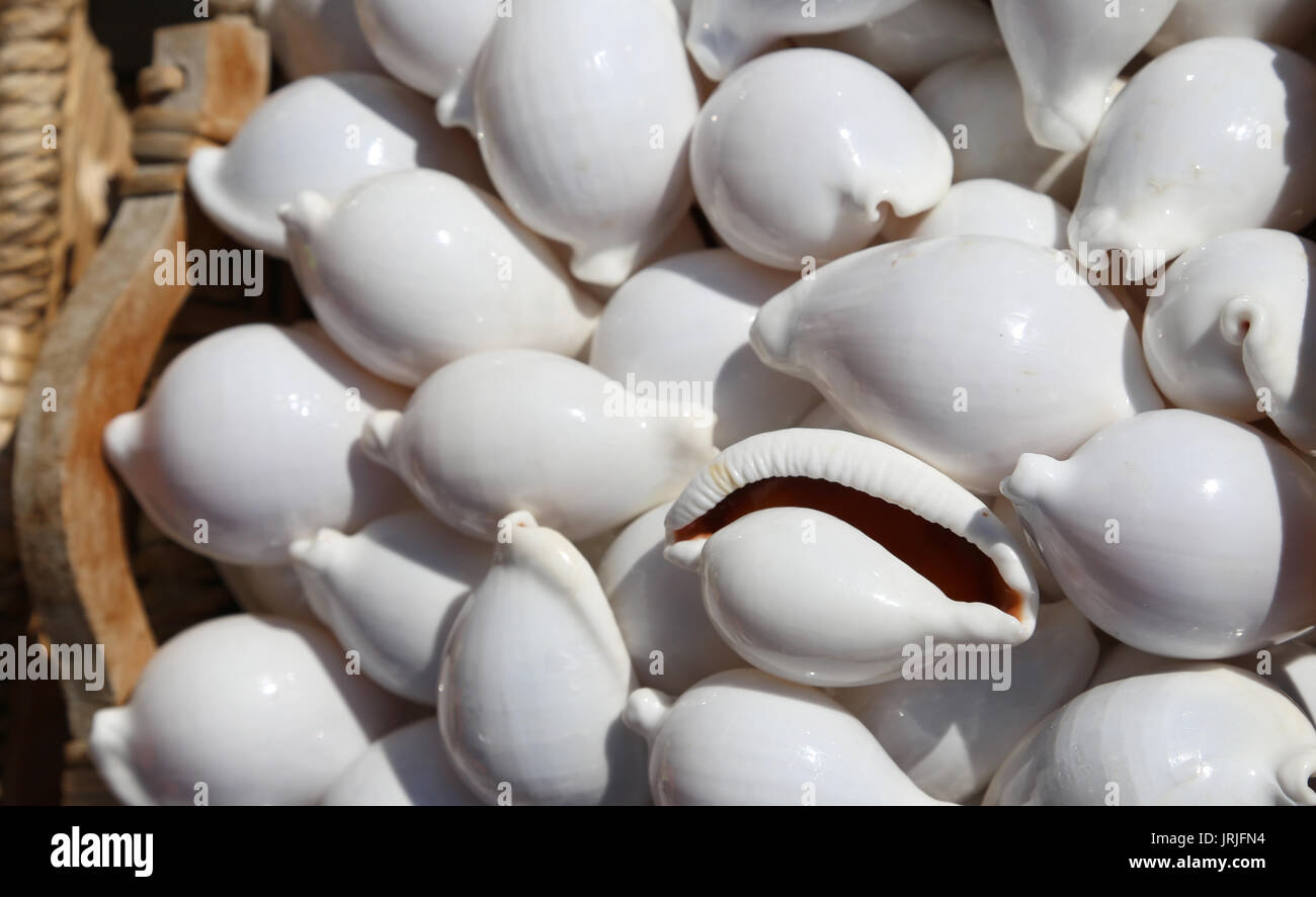 Series of scallop shells hi-res stock photography and images - Alamy