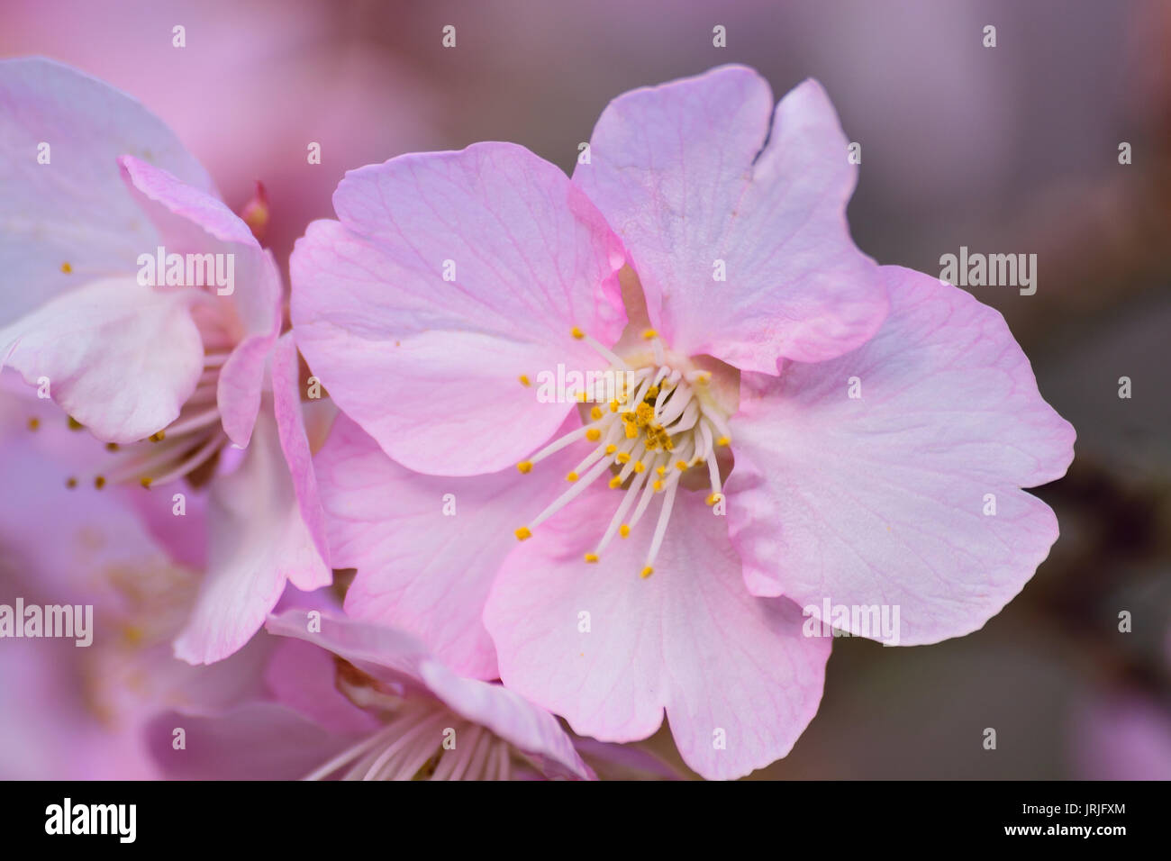 Macro texture of Japanese Pink Cherry Blossoms Stock Photo - Alamy