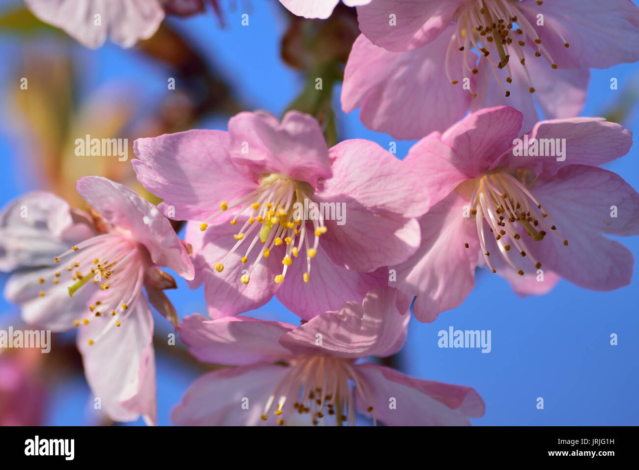 Macro texture of Japanese Pink Cherry Blossoms Stock Photo - Alamy