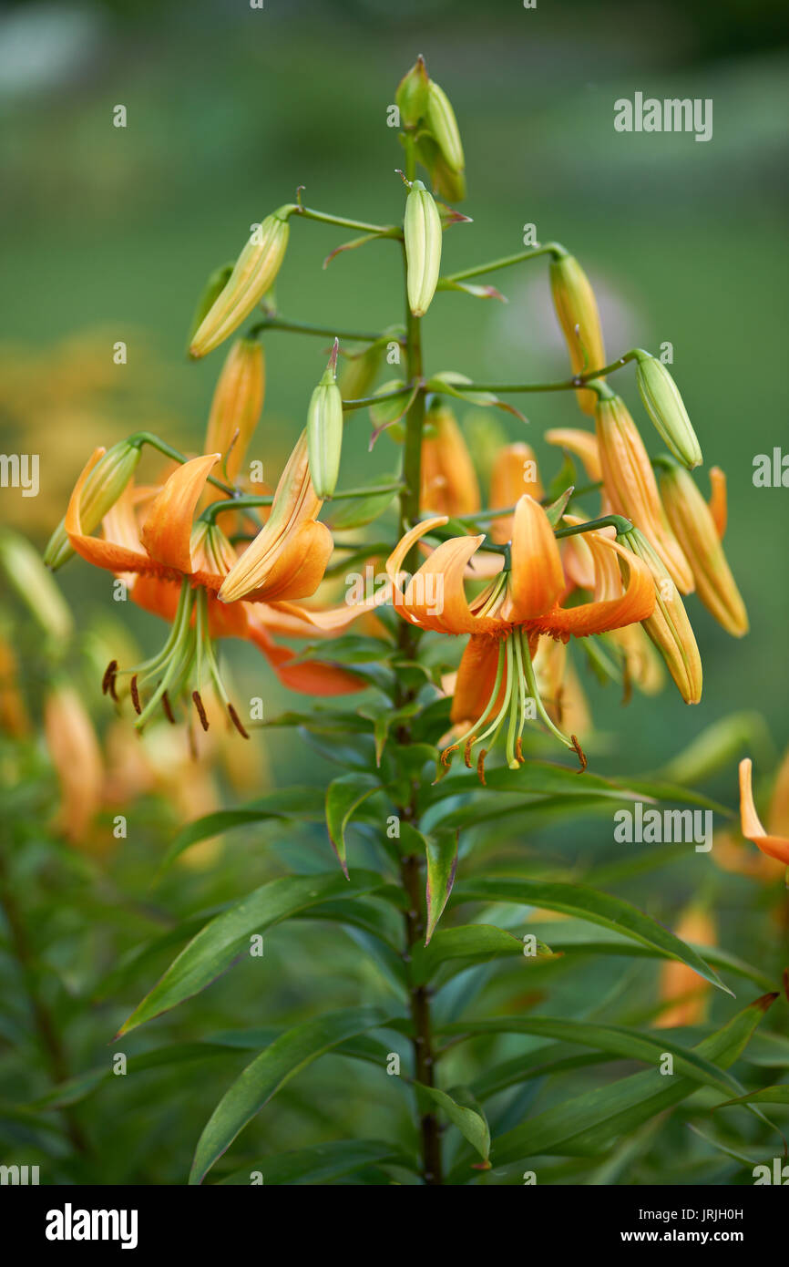 Lush lily flowers Lilium Stock Photo - Alamy