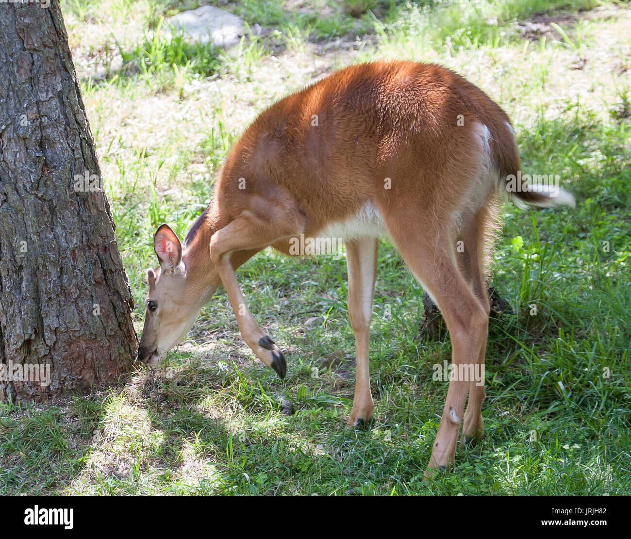 Buck whitetail hi-res stock photography and images - Alamy